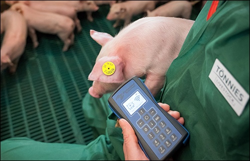 Food Company Pilots UHF RFID to Enhance Pig Life History - RAIN RFID